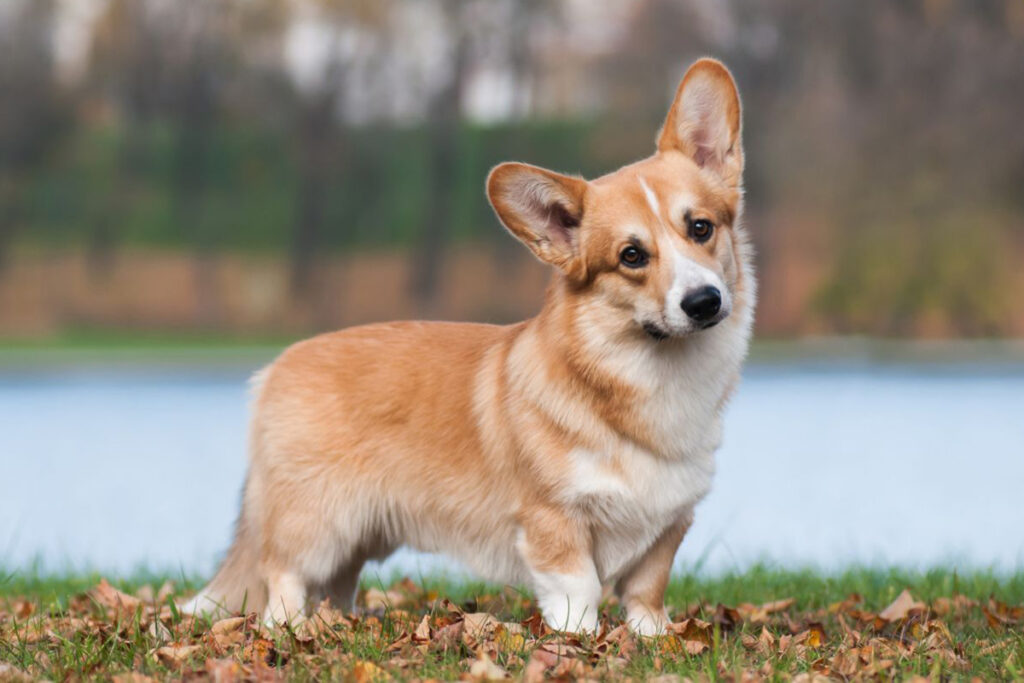 10 razones por las que un Corgi es el mejor perro del mundo
